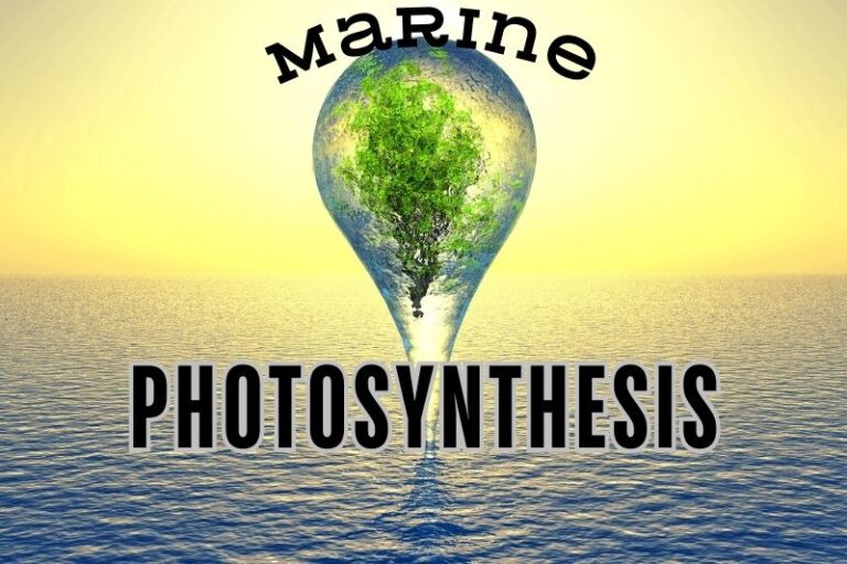 Why Is Photosynthesis Crucial for the Carbon Cycle? - Carbo Europe